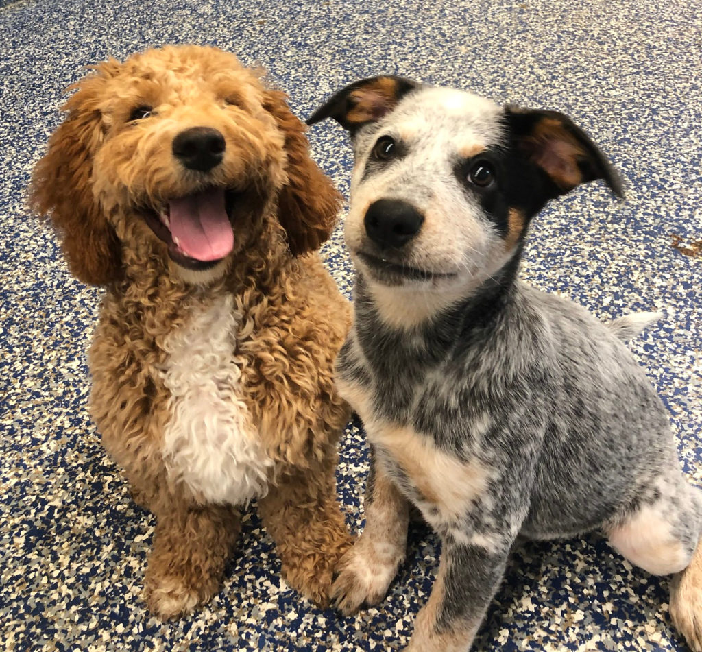 Puppy Boarding - Greenlin Pet Resorts