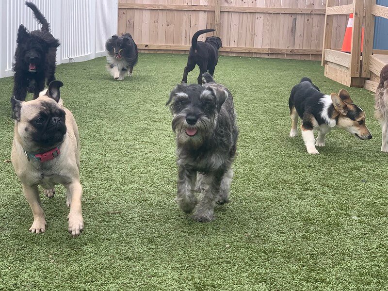 Puppy Academy | Greenlin Pet Resorts