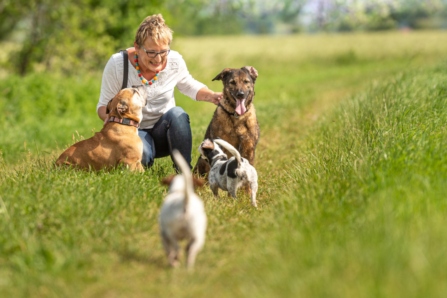 Living With Multiple Dogs In The Home - Greenlin Pet Resorts
