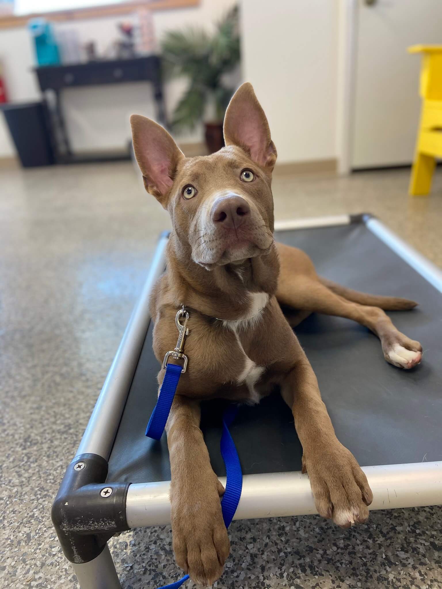 5 Basic Commands Your Dog Should Know Greenlin Pet Resorts