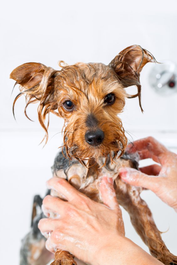 Middletown Dog Bathing & Spa | Greenlin Pet Resorts