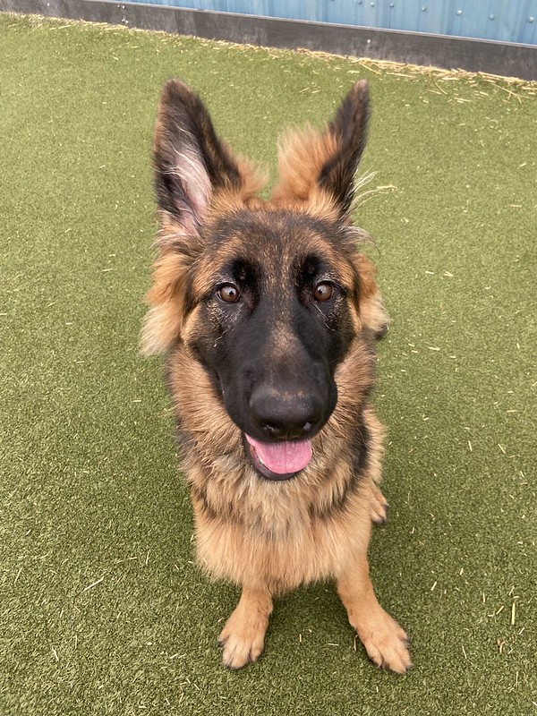 Puppy Obedience Training in Camp Hill, PA | Greenlin Pet Resorts