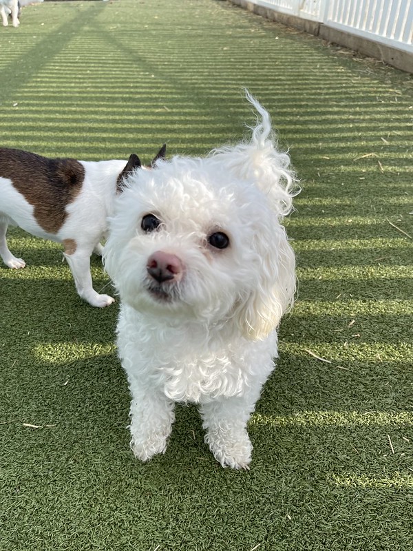 Camp Hill Puppy Obedience Training | Greenlin Pet Resorts