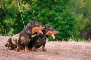 Understanding & Caring for 'Long Dogs' | Greenlin Pet Resorts